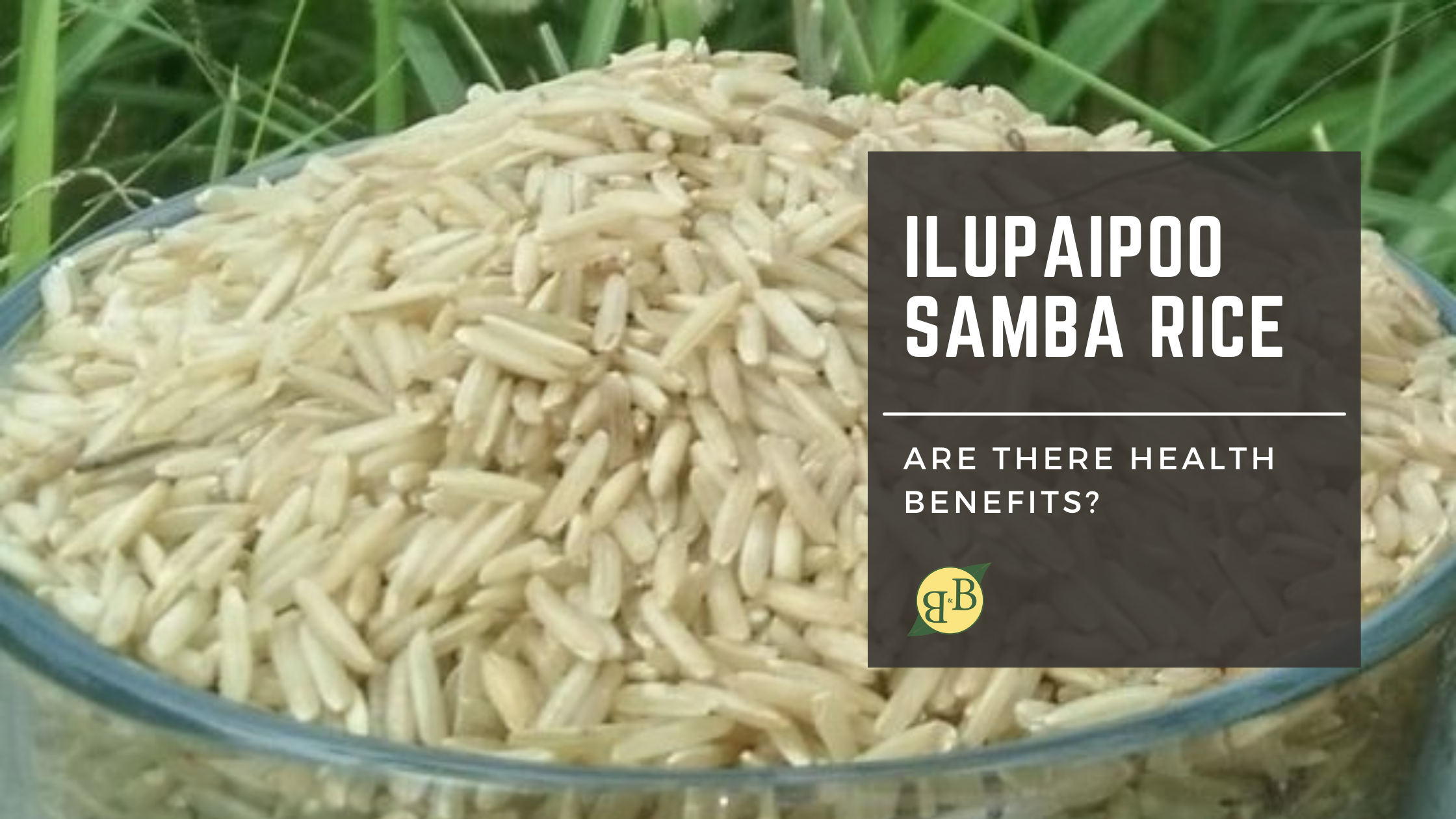 Ilupaipoo samba rice: Are There Health Benefits? – B&B Organics