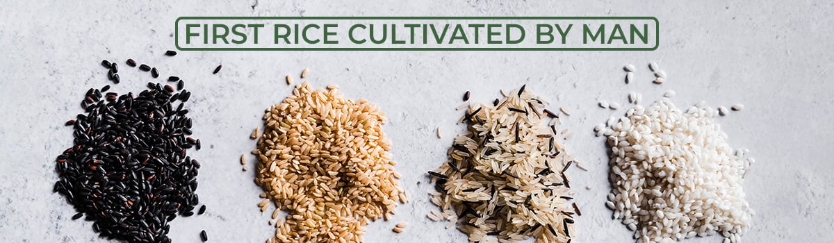 ORGANIC LIFE First Rice Cultivated by Man – B&B Organics