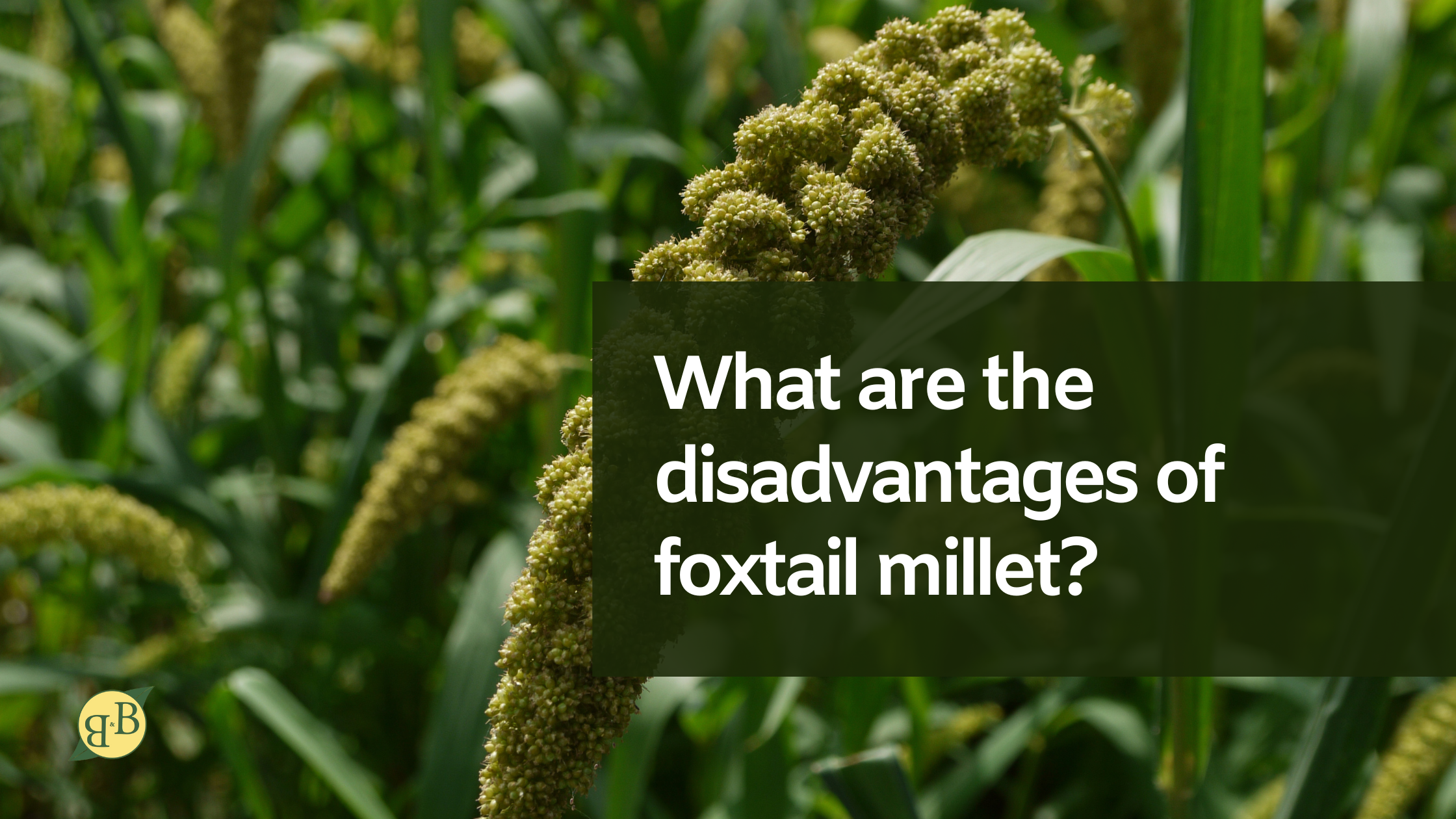 What are the disadvantages of foxtail millet? – B&B Organics